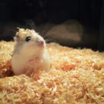 Roditori: elenco e guida dettagliata informativa