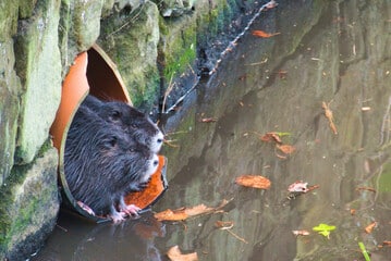 Pantegana (ratto norvegese): guida completa