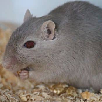 Tipi di topi e ratti: scopri tutte le razze di roditori