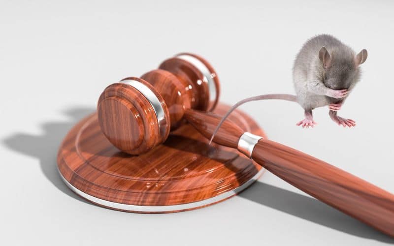 Derattizzazione obblighi di legge: quello che devi sapere