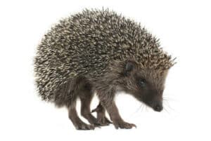 Istrice: guida su caratteristiche e come allontanarle